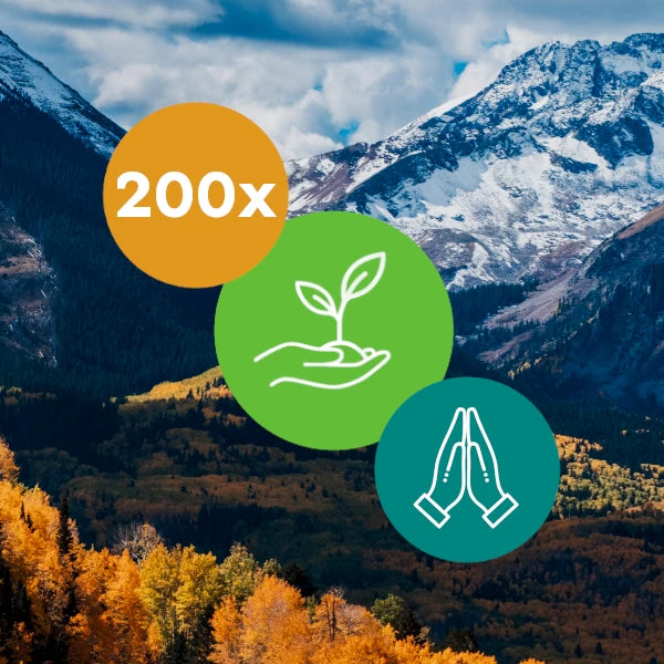 Gift 200 Trees - Gratitude Pack – The Tree Gift